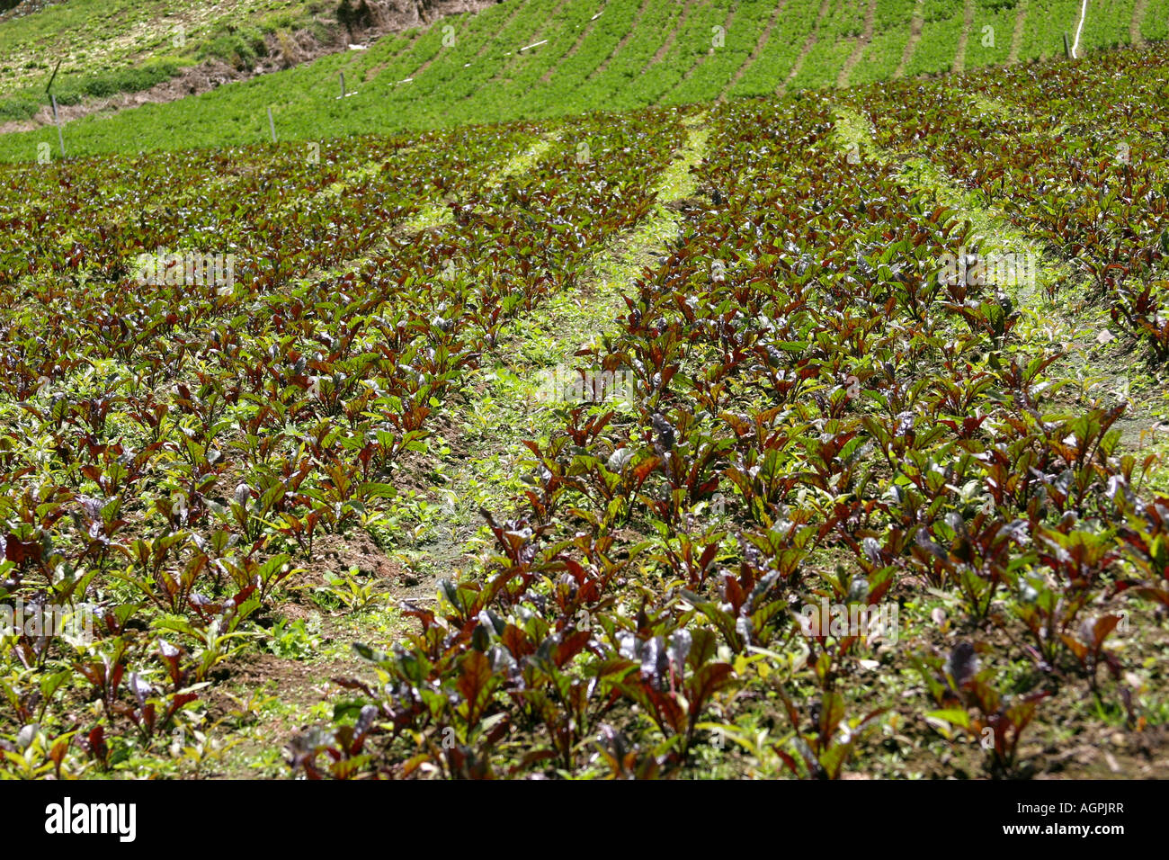 Field of agricultural harvest of vegetables Stock Photo - Alamy