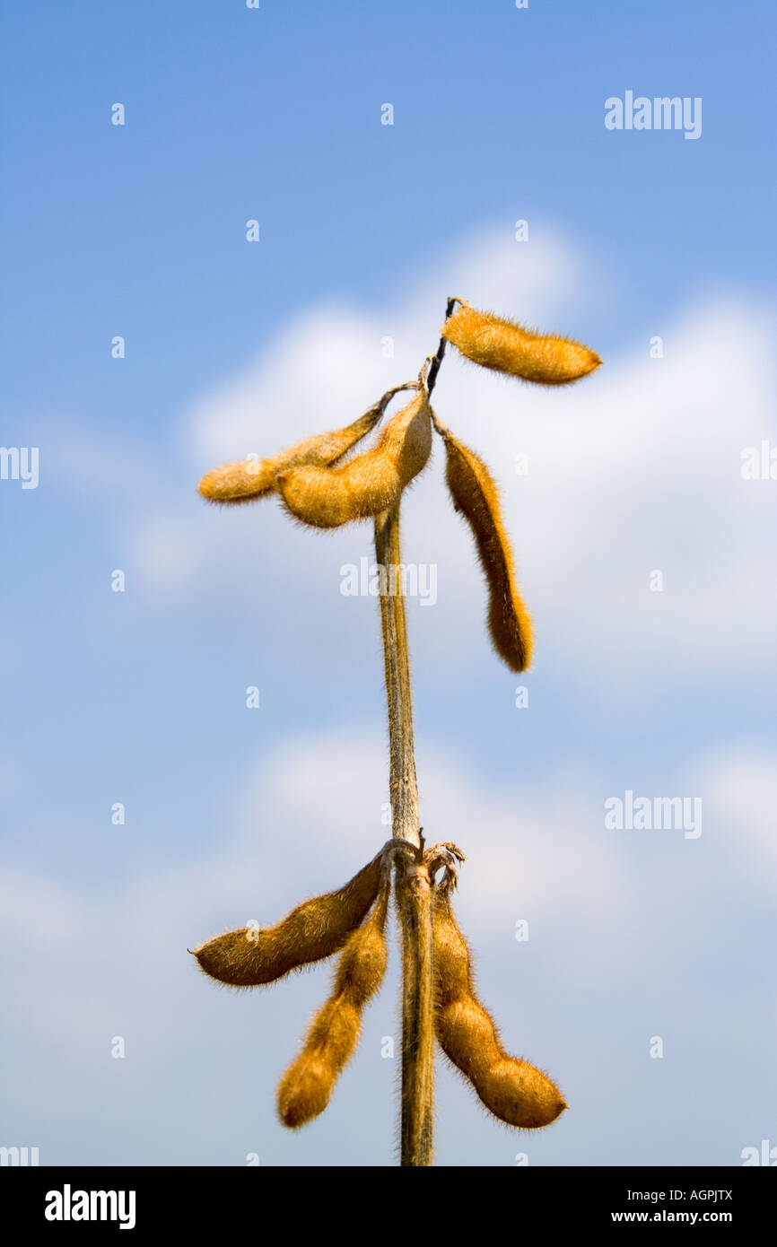 Roundup ready soybeans hi-res stock photography and images - Alamy