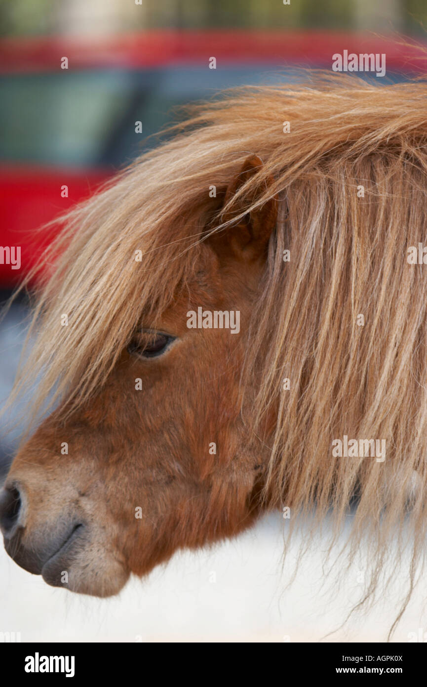 Ponys head hi-res stock photography and images - Alamy