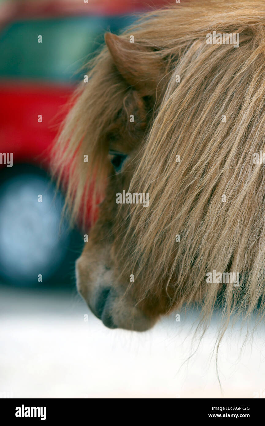 Ponys head hi-res stock photography and images - Alamy
