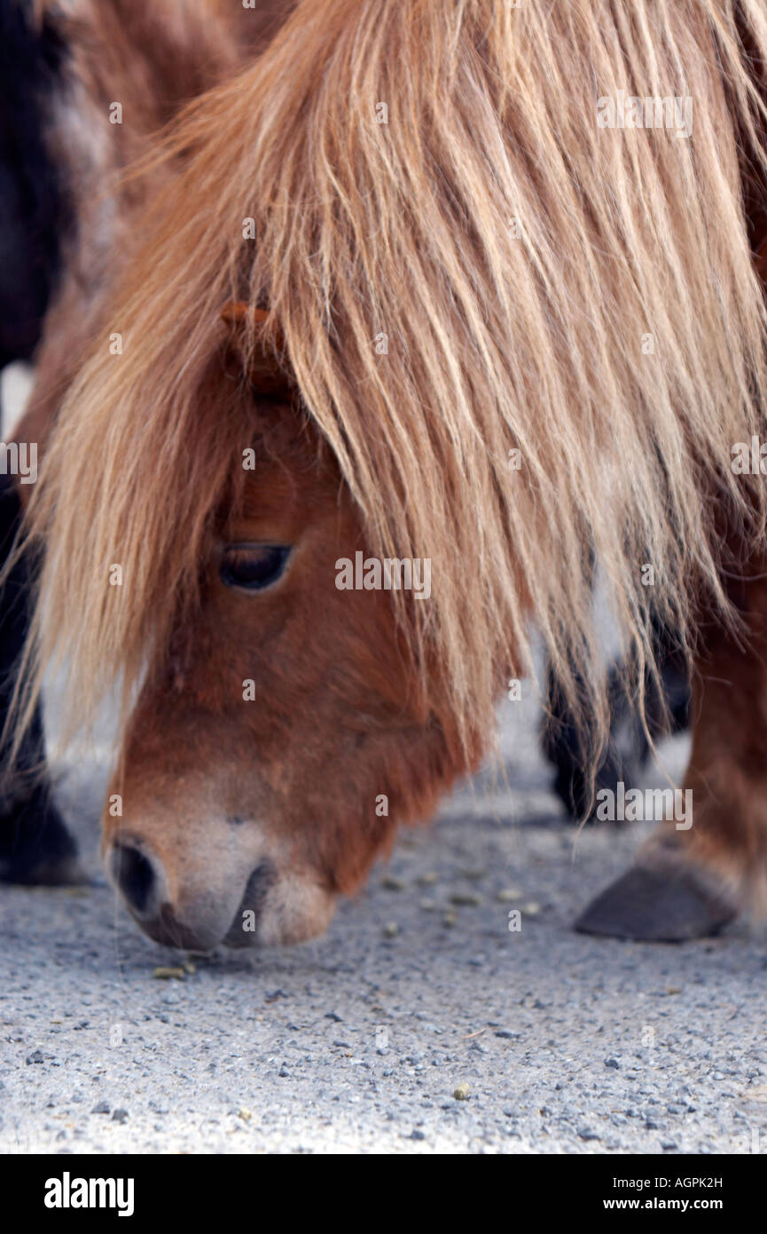 Ponys head hi-res stock photography and images - Alamy