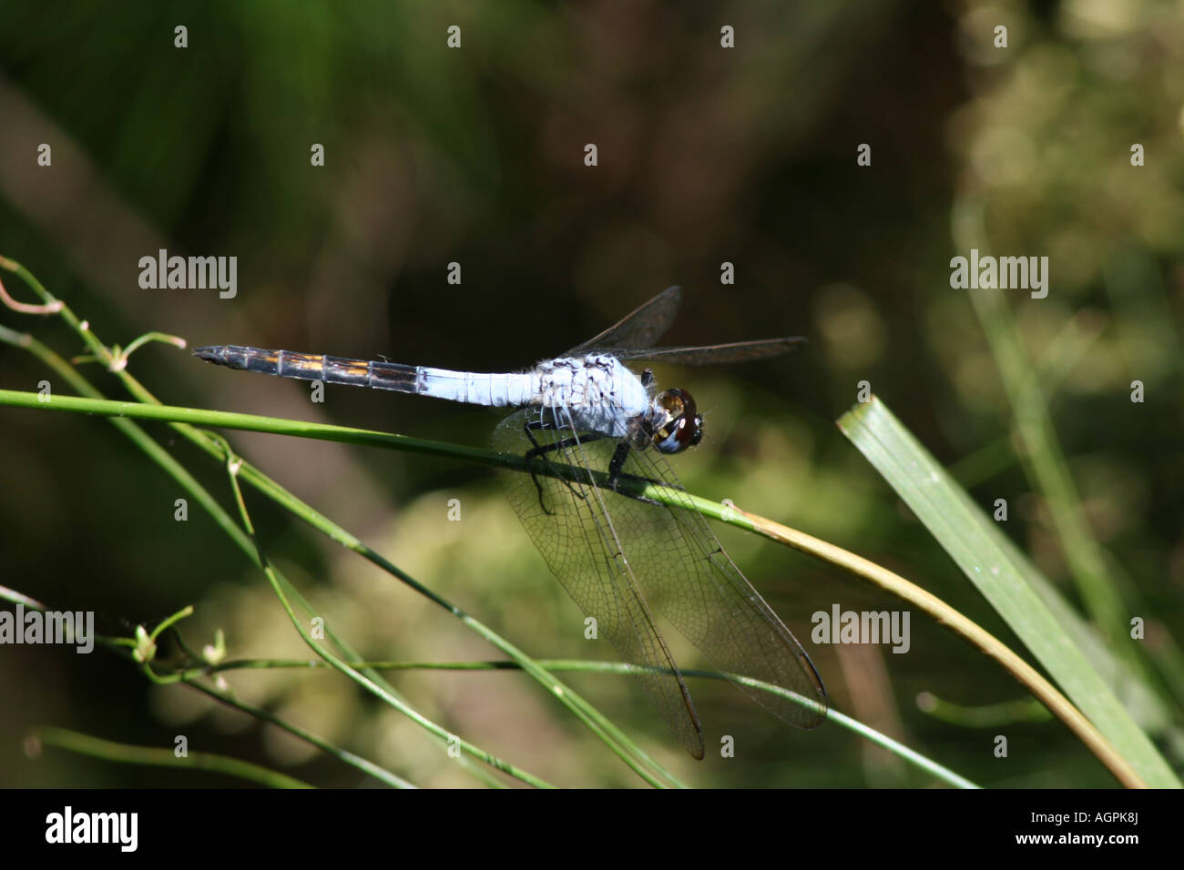 Dragonfly hover hi-res stock photography and images - Alamy