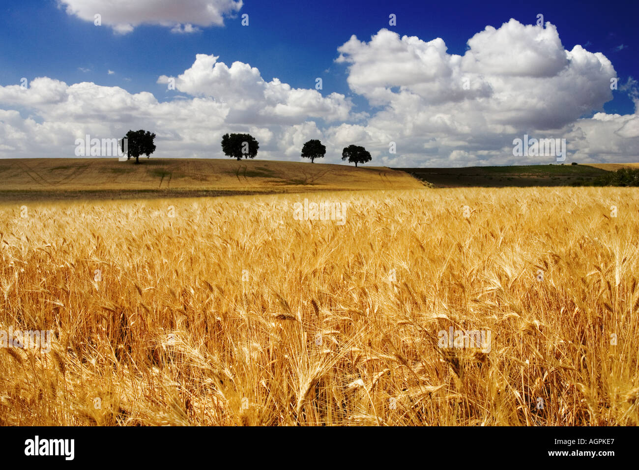 Andalusian wheat fields Stock Photo - Alamy