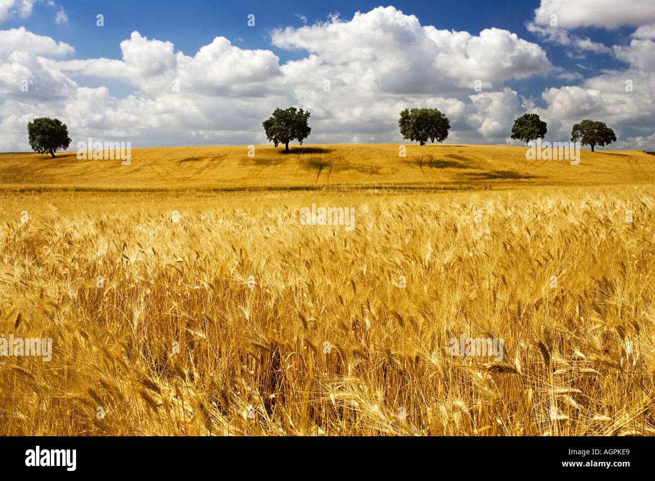 Andalusian wheat fields Stock Photo - Alamy