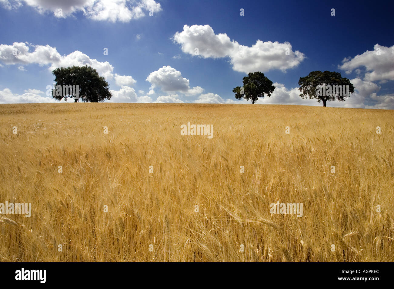 Andalusian wheat fields Stock Photo - Alamy