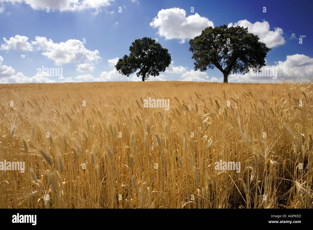 Andalusian wheat fields Stock Photo - Alamy