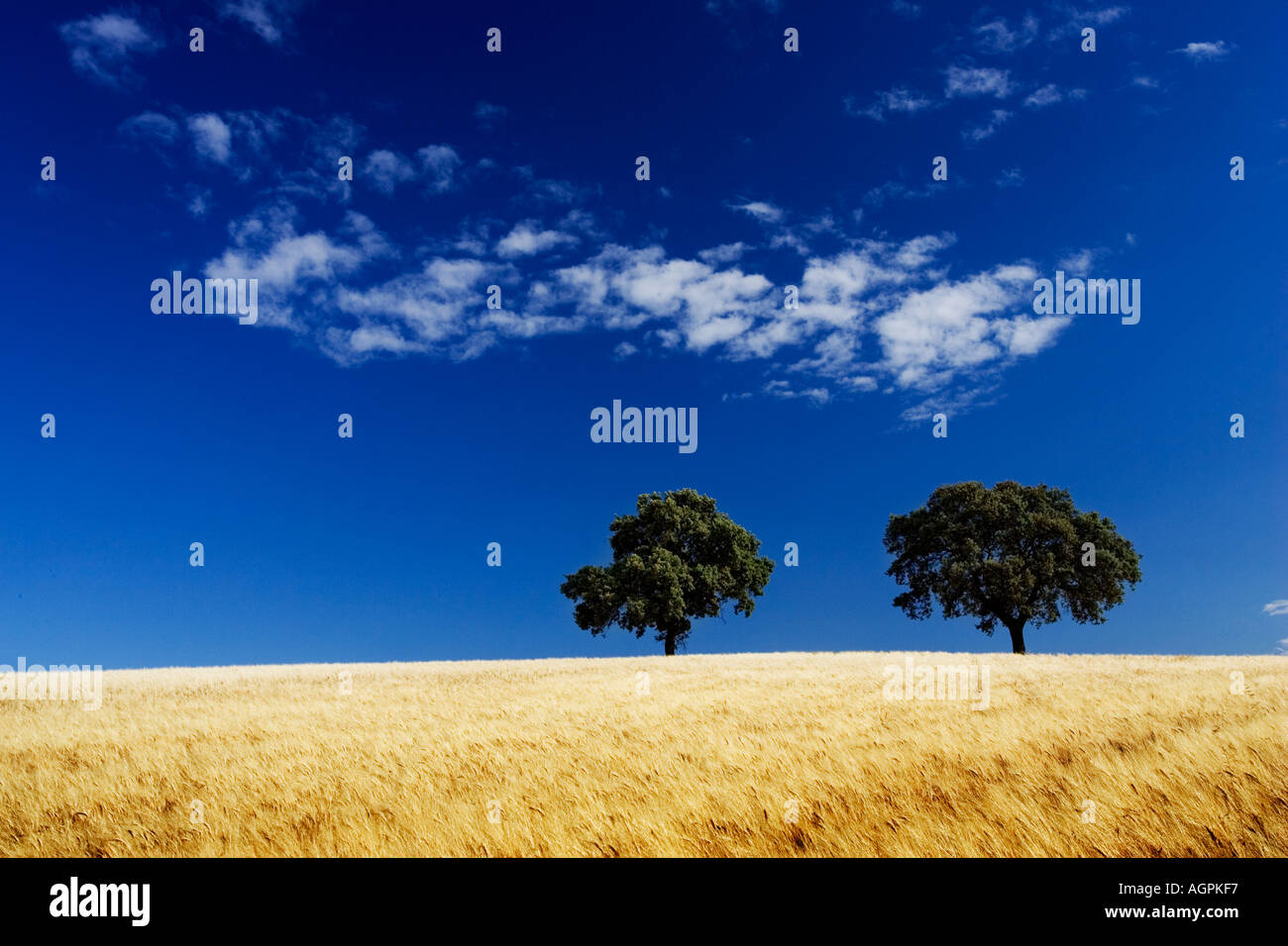 Andalusian wheat fields Stock Photo - Alamy