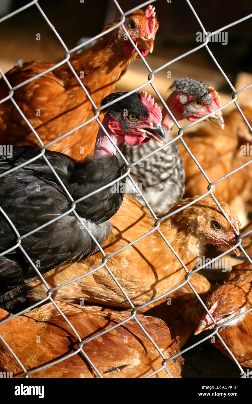 Chicken at a poultry farm ready for shipment Stock Photo - Alamy
