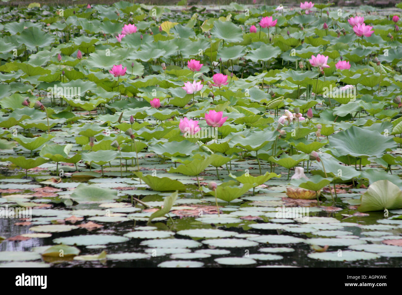 water lily China August 2007 Stock Photo - Alamy