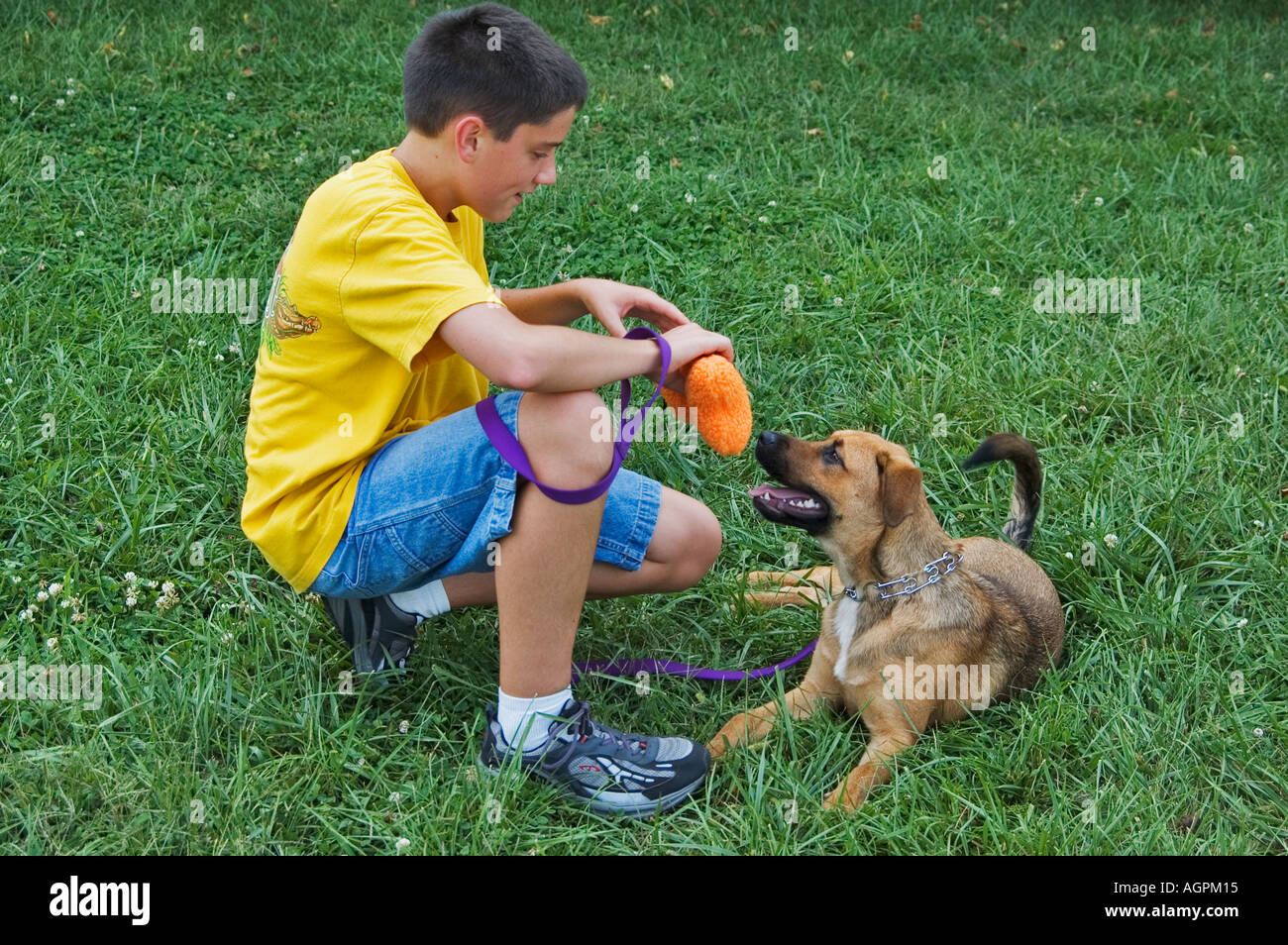 American shelter dog hi-res stock photography and images - Alamy