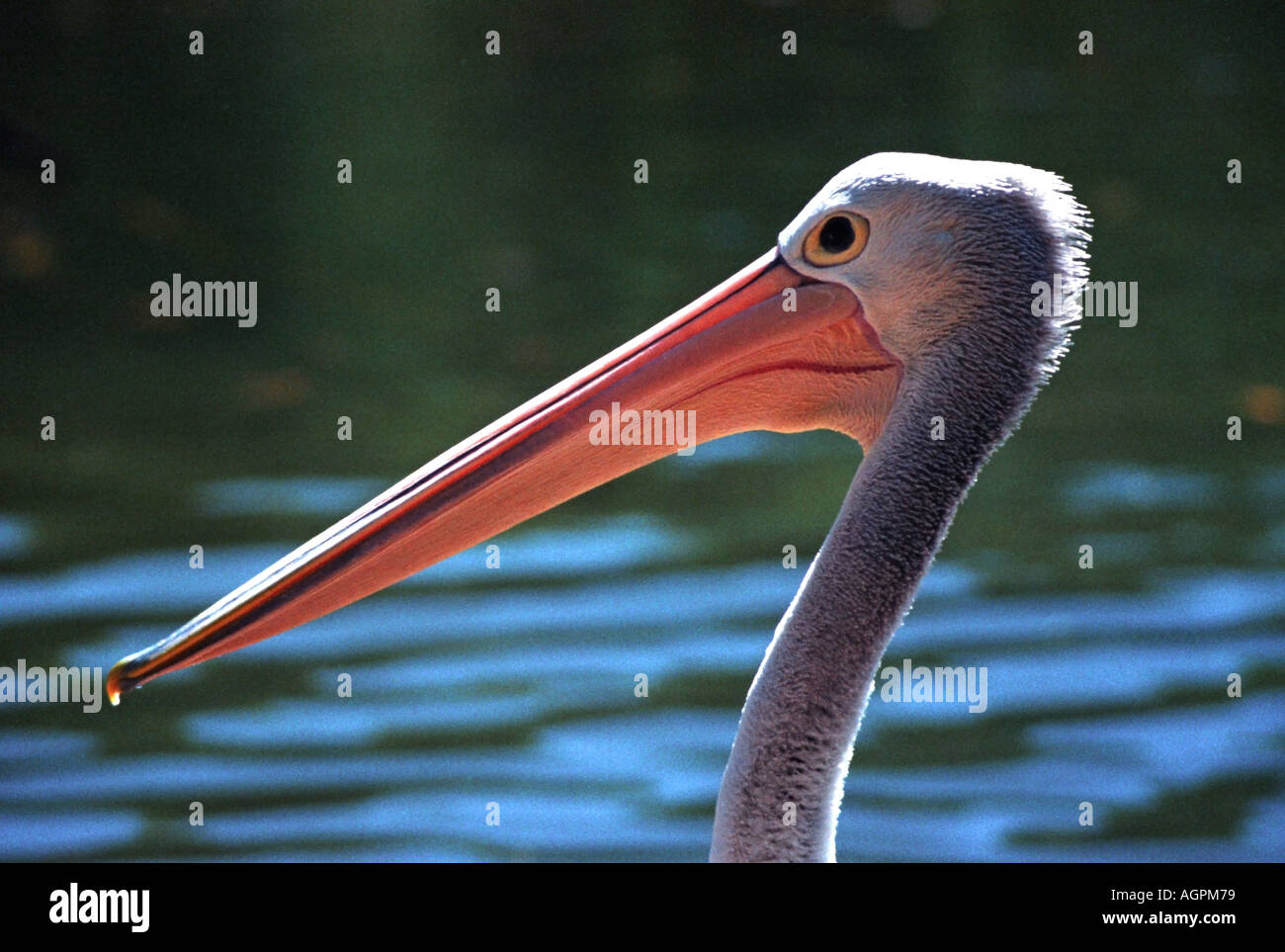 Pelican head close up Stock Photo - Alamy