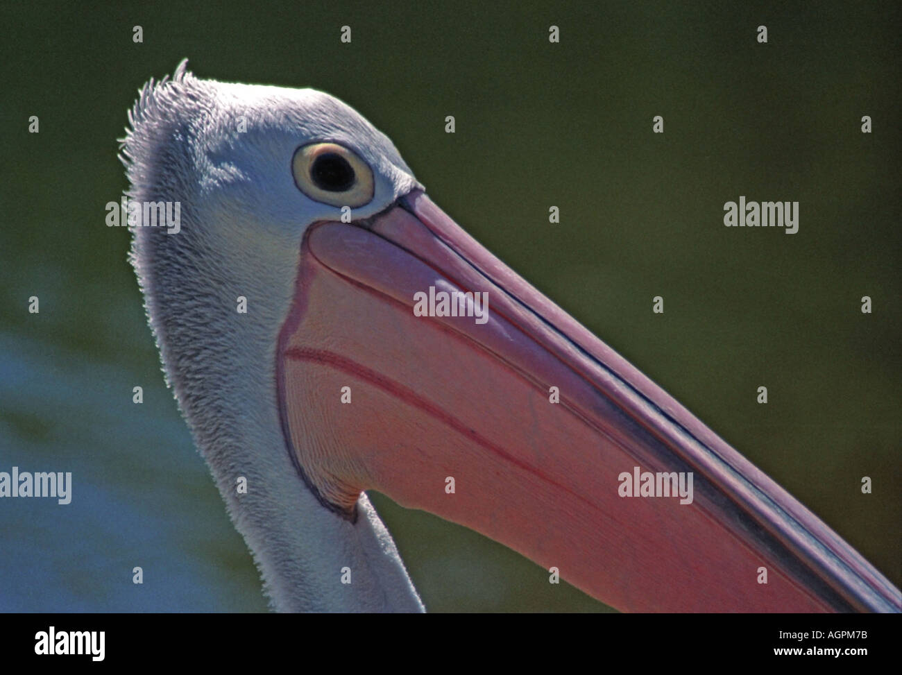 Pelican pouch beak hi-res stock photography and images - Alamy