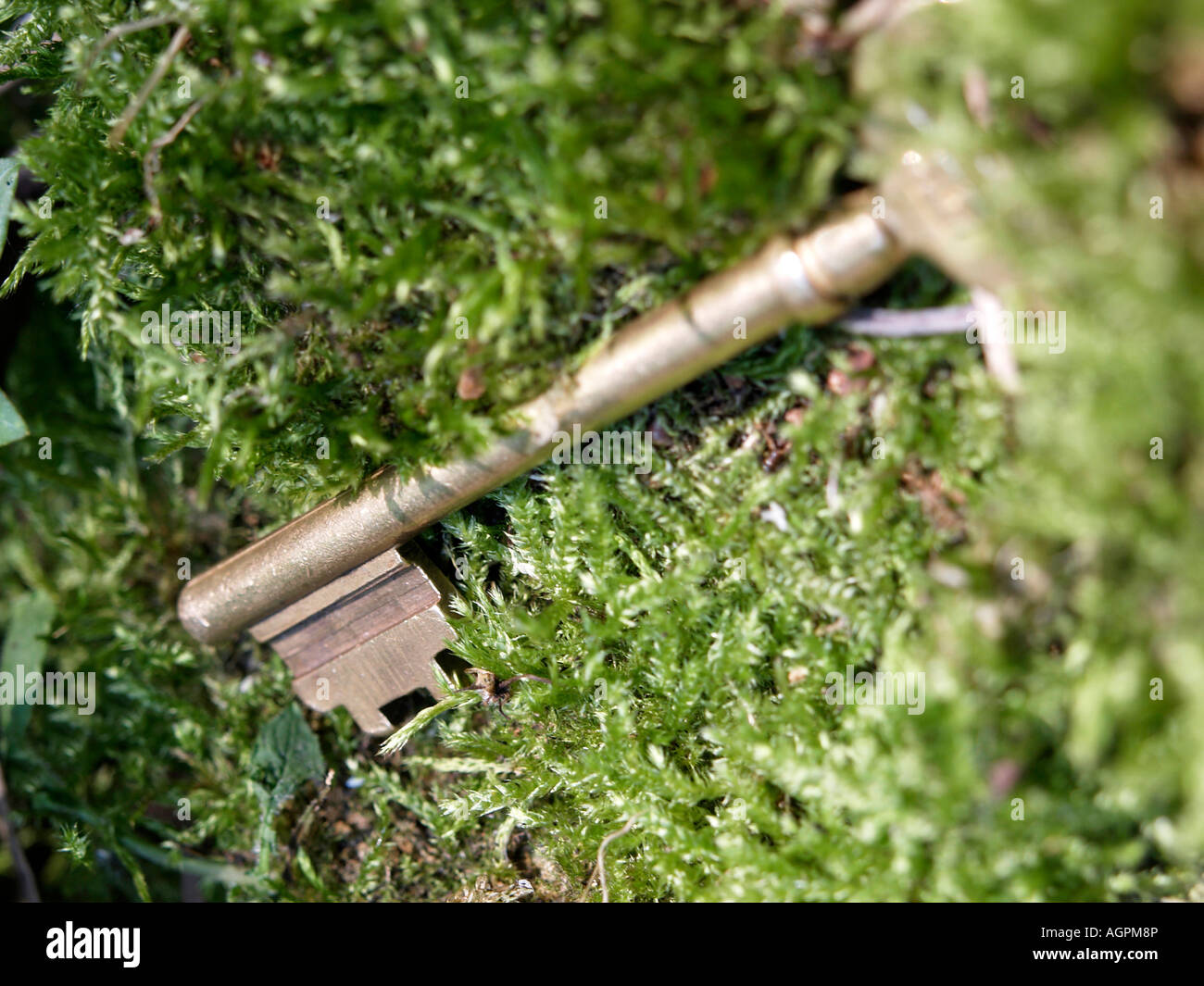lost old golden key on moss covered ground Stock Photo - Alamy