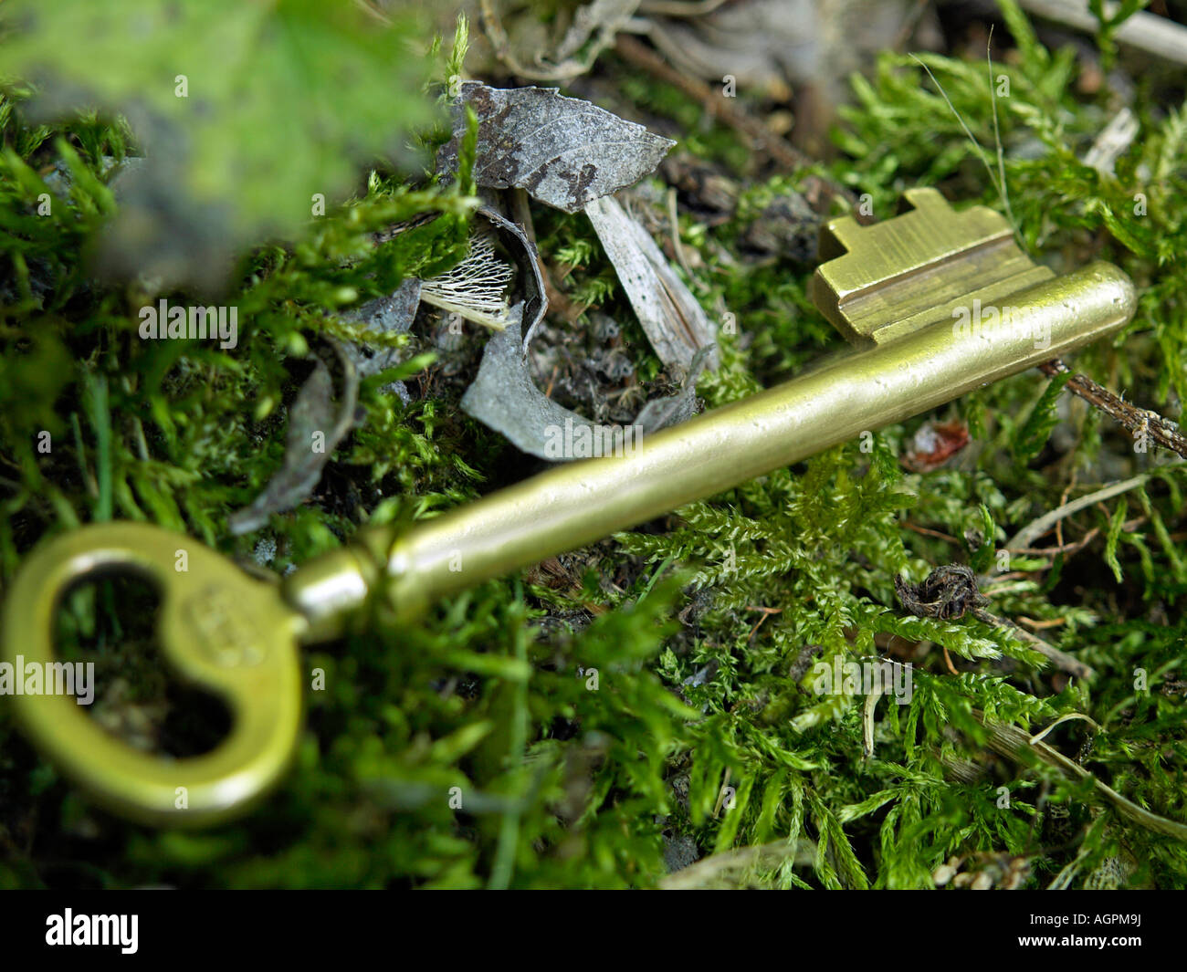 On ground covered moss hi-res stock photography and images - Alamy