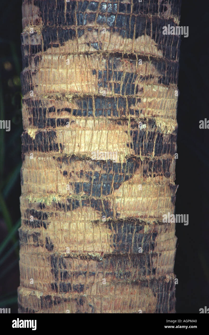 Trunk of a palm tree Mataranka NT Northern Territory outback Australia ...