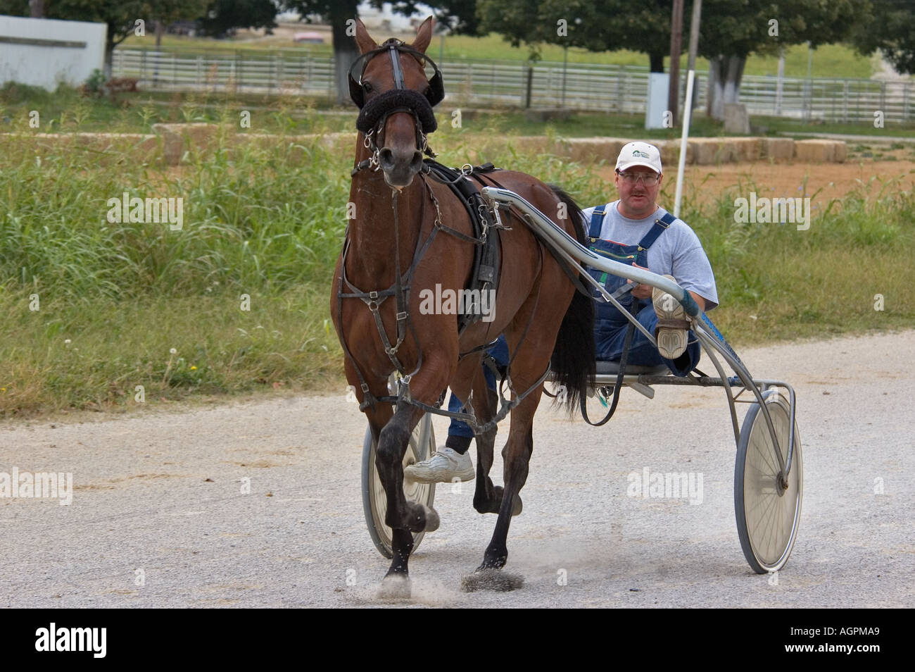 Training Harness Racer Corydon Indiana Stock Photo - Alamy