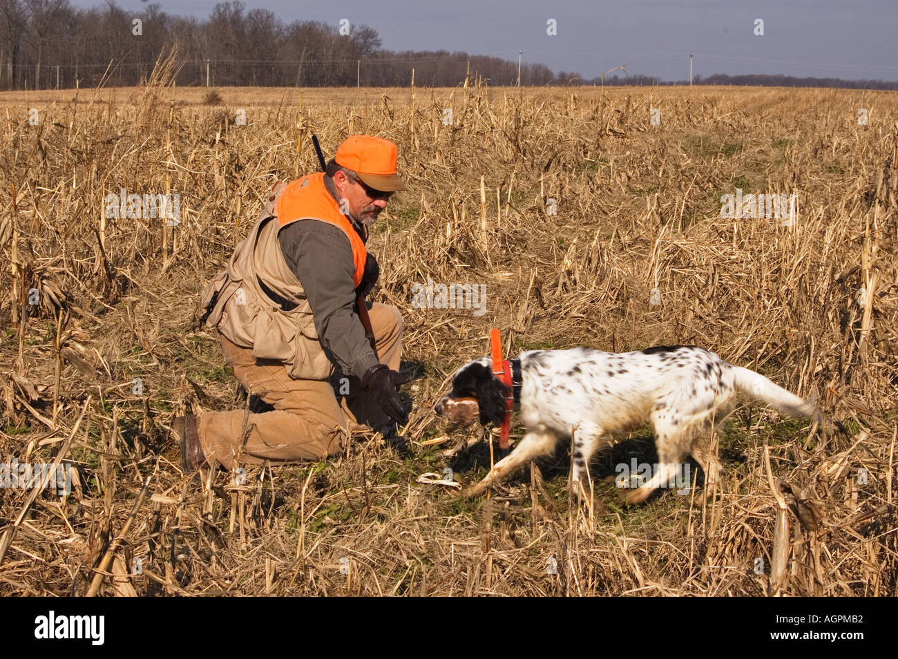 English setter retrieving a bird hi-res stock photography and images ...