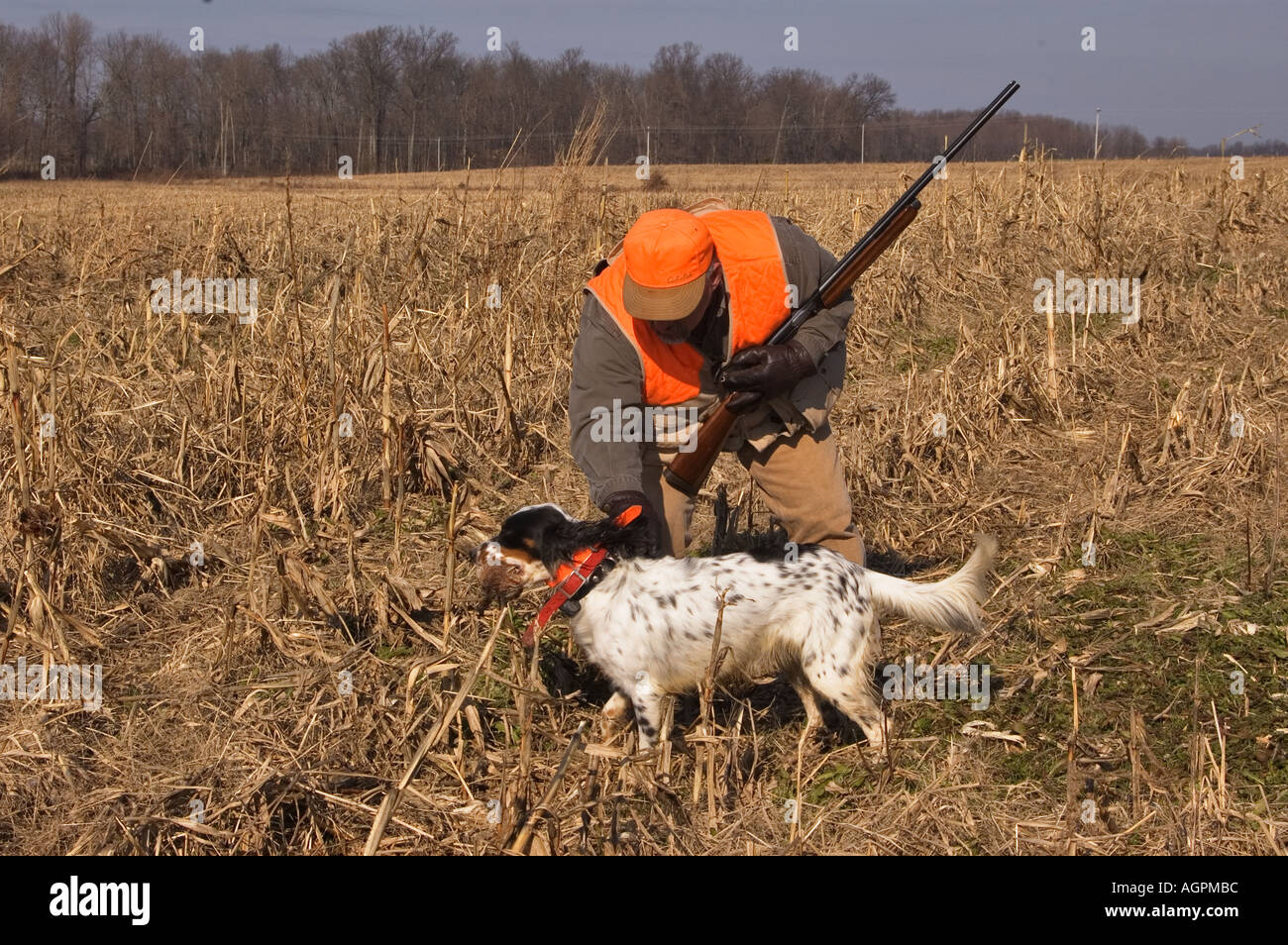 English Setter Retrieving Quail Back To Hunter Southern Indiana Stock ...