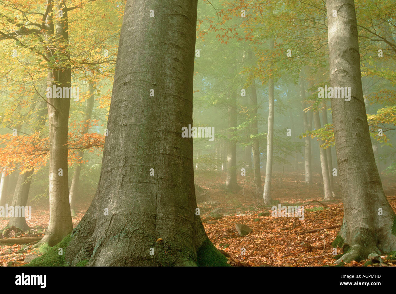 Beech forest in fog Stock Photo - Alamy
