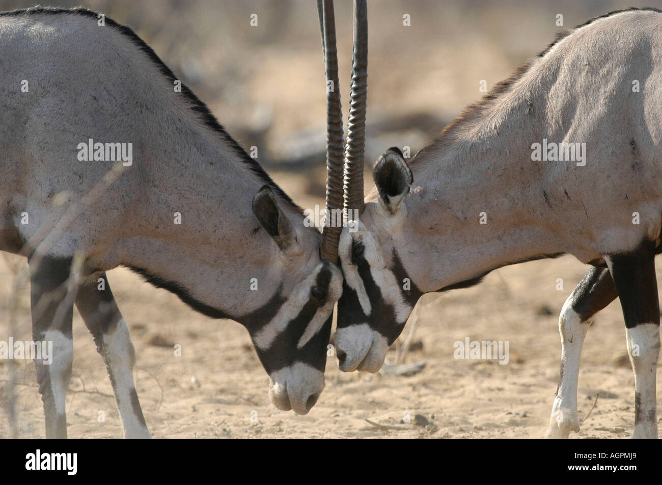 Fighting gemsbok hi-res stock photography and images - Alamy