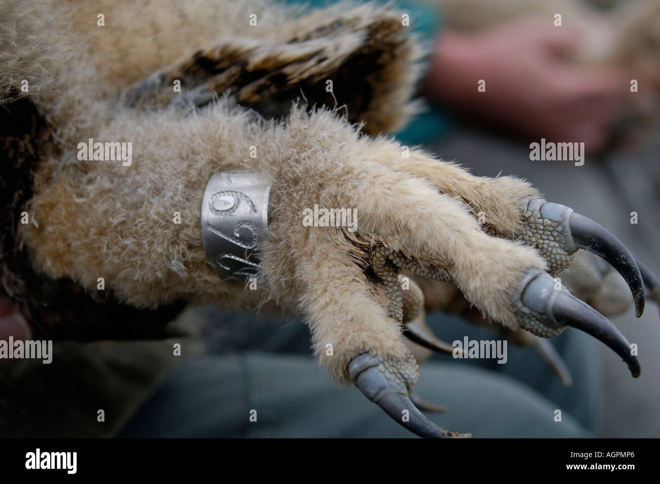 Owl research hi-res stock photography and images - Alamy