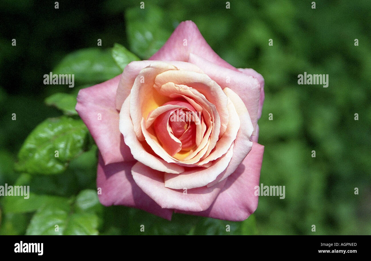 Hybrid tea pink rose hi-res stock photography and images - Alamy