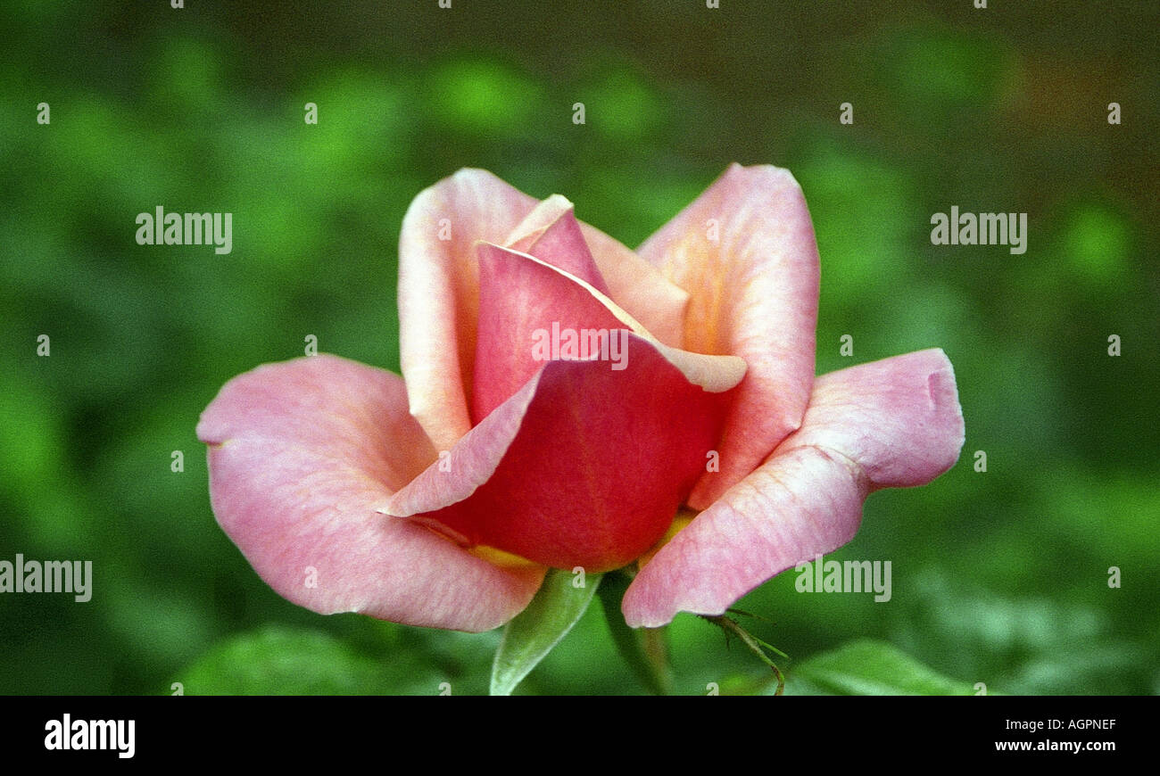Pink Hybrid Tea Rose Spring 2005 Stock Photo - Alamy