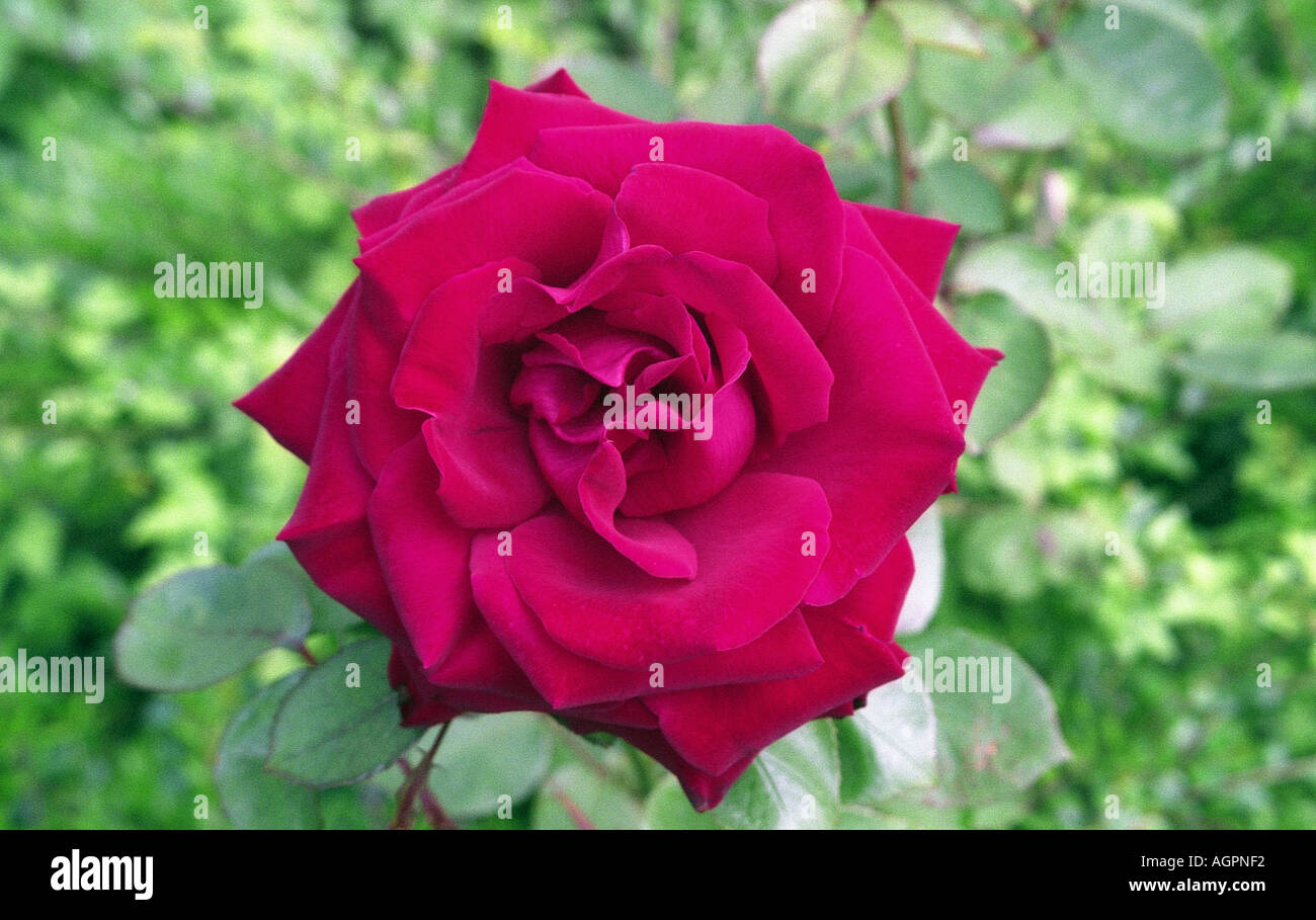 Red Hybrid Tea Rose Spring 2005 Stock Photo - Alamy