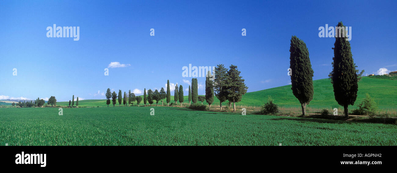 Path with cypress trees Stock Photo - Alamy