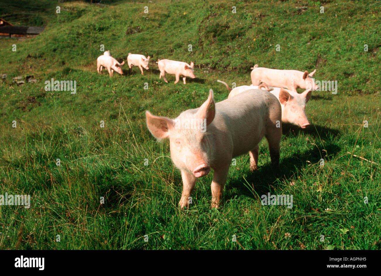 Alpine pigs hi-res stock photography and images - Alamy