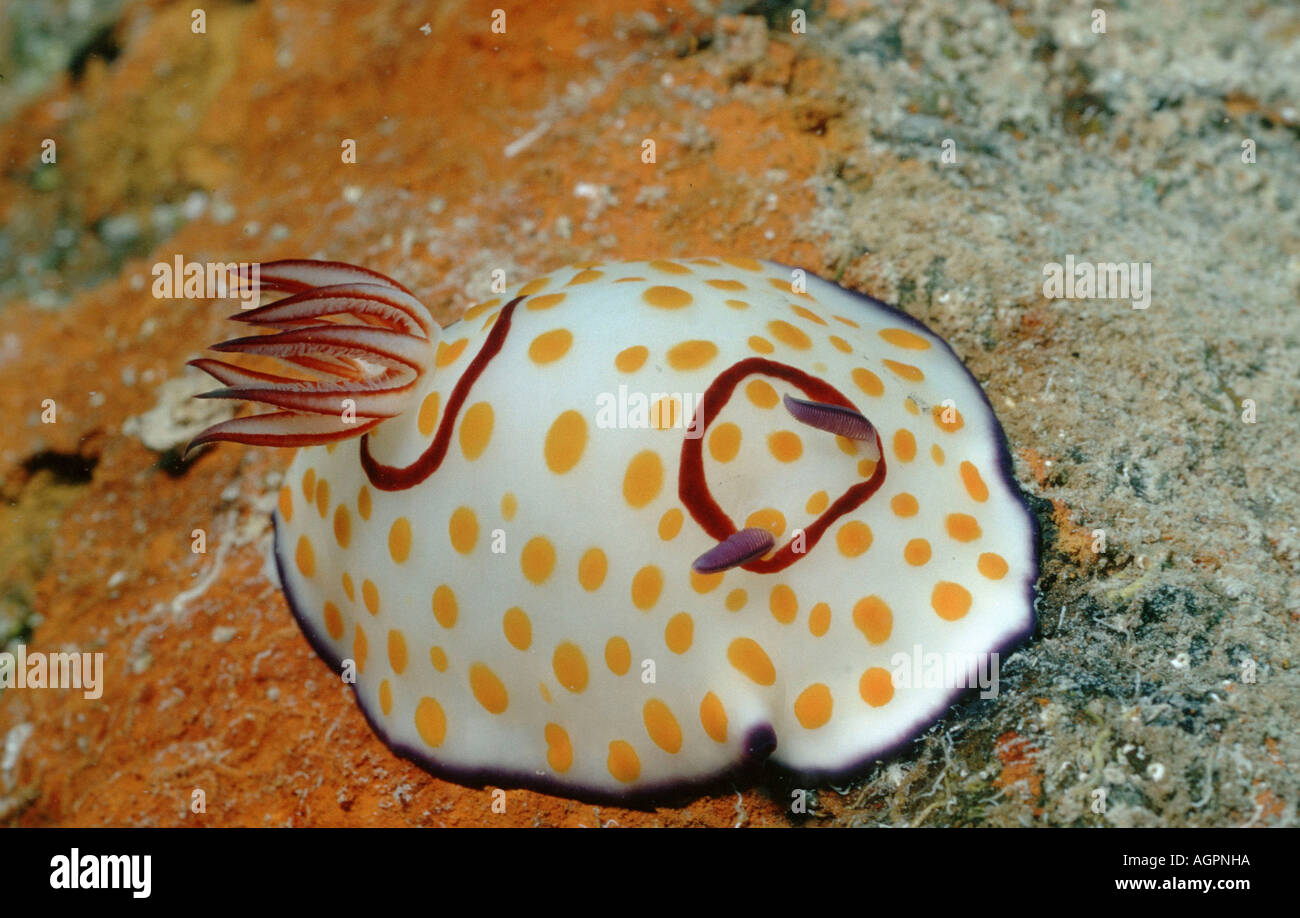 The dotted sea slug hi-res stock photography and images - Alamy
