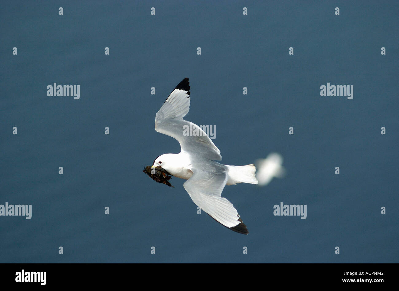 Black legged kittiwake flying with nesting material hi-res stock ...