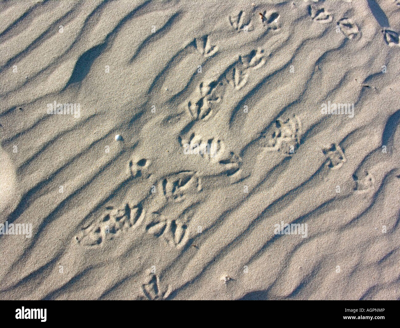 footprints of birds on sand Stock Photo - Alamy