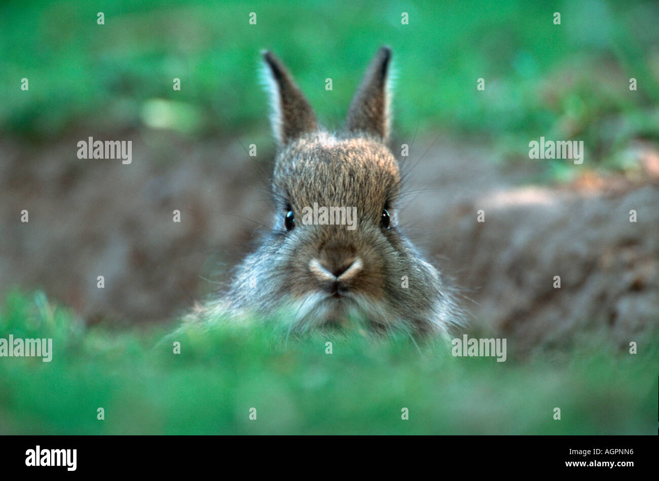 Rabbit burrow adult hi-res stock photography and images - Alamy