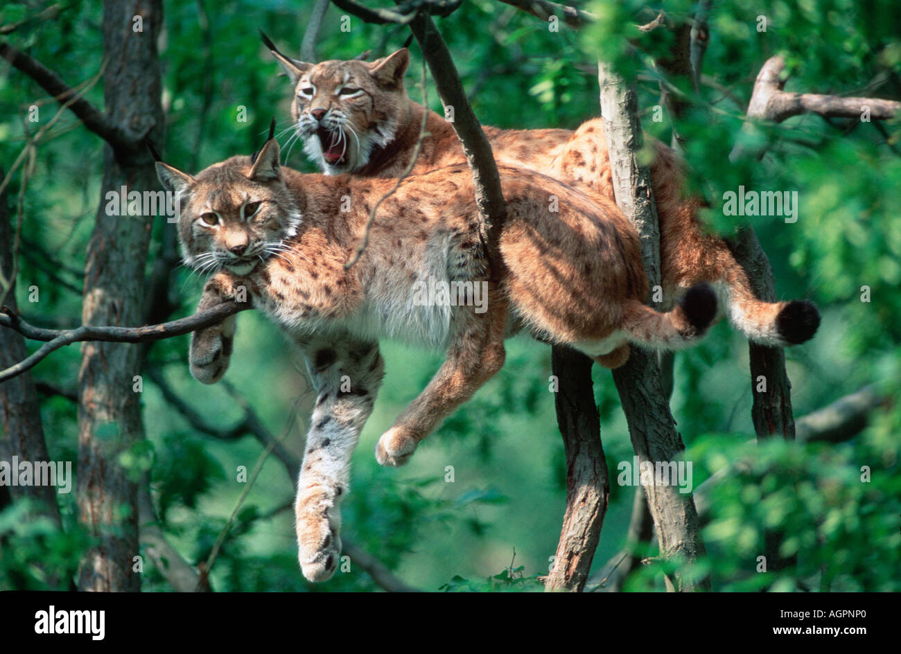 Two lynx lying on hi-res stock photography and images - Alamy