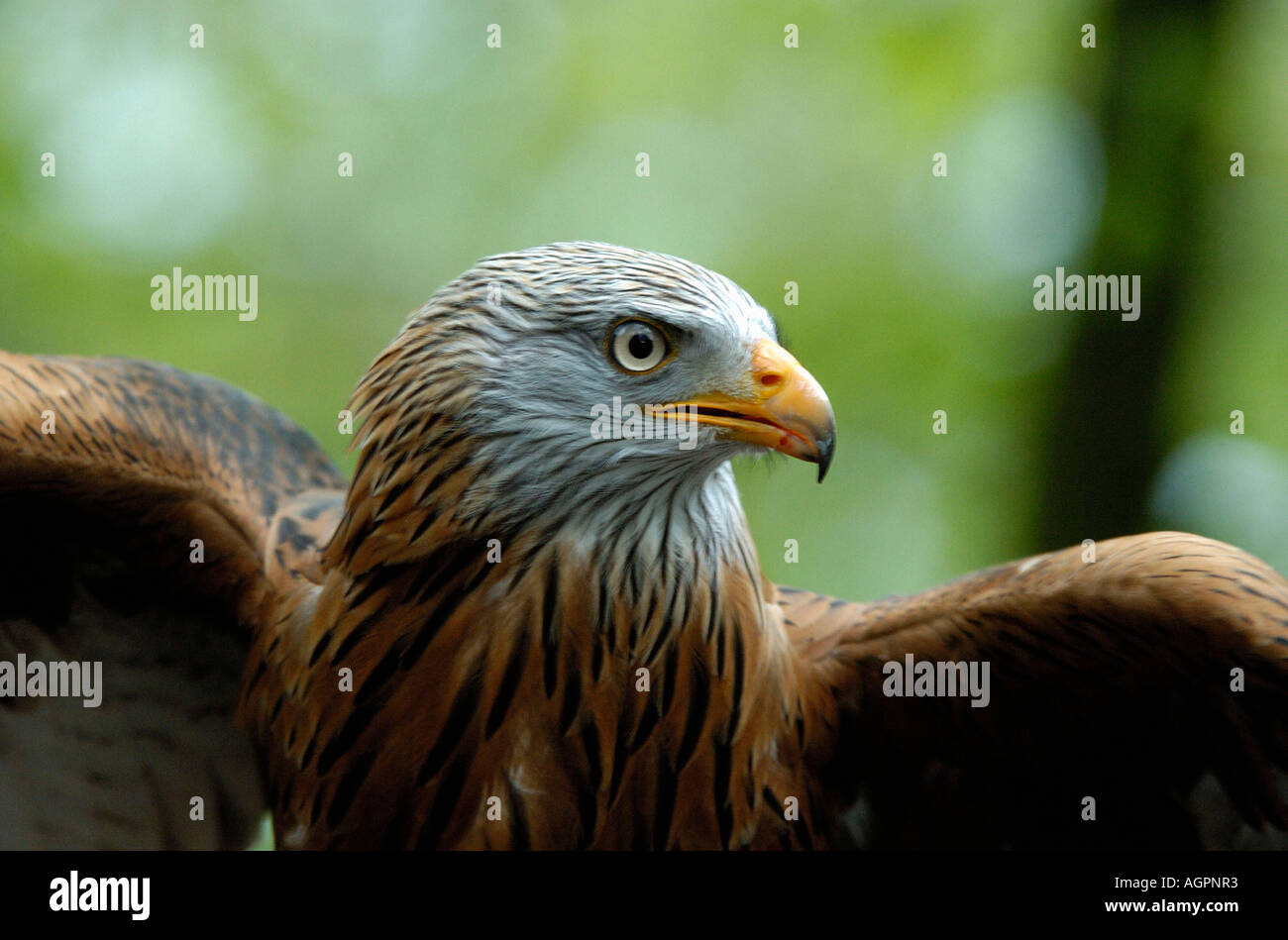 Portrait format red kite hi-res stock photography and images - Alamy