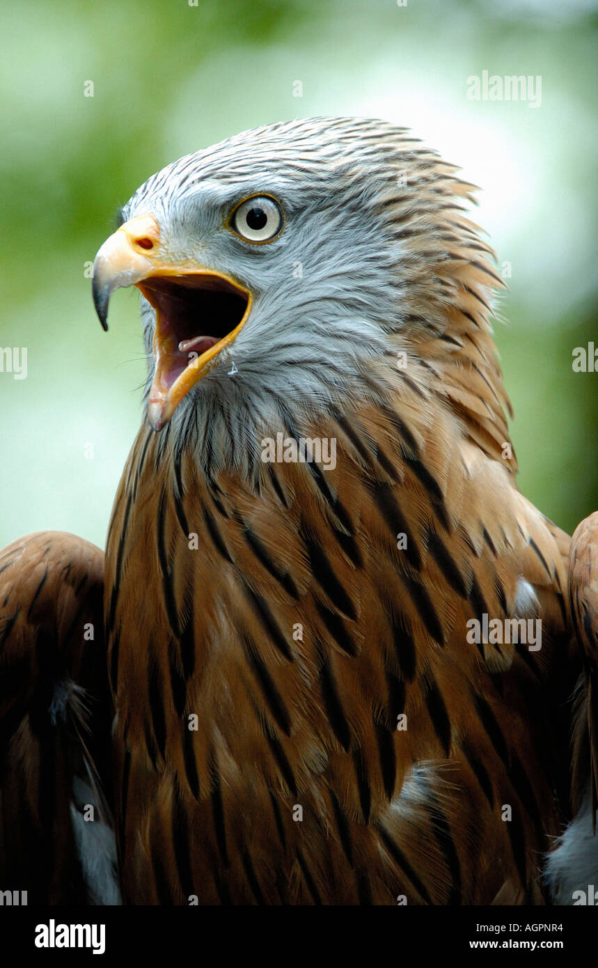 Portrait format red kite hi-res stock photography and images - Alamy