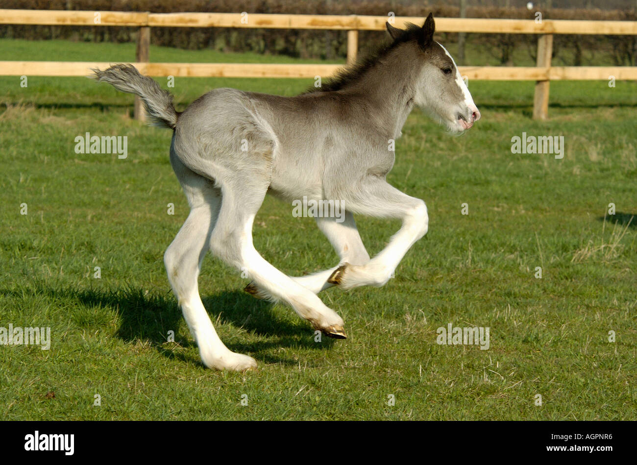 Me and my horse hi-res stock photography and images - Alamy