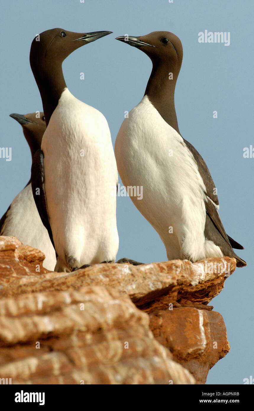 Common guillemot standing hi-res stock photography and images - Alamy