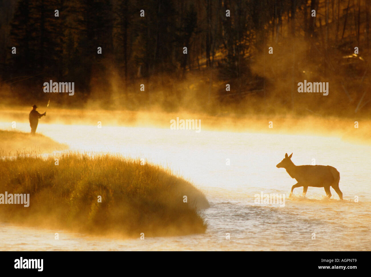 Haze elk hi-res stock photography and images - Alamy
