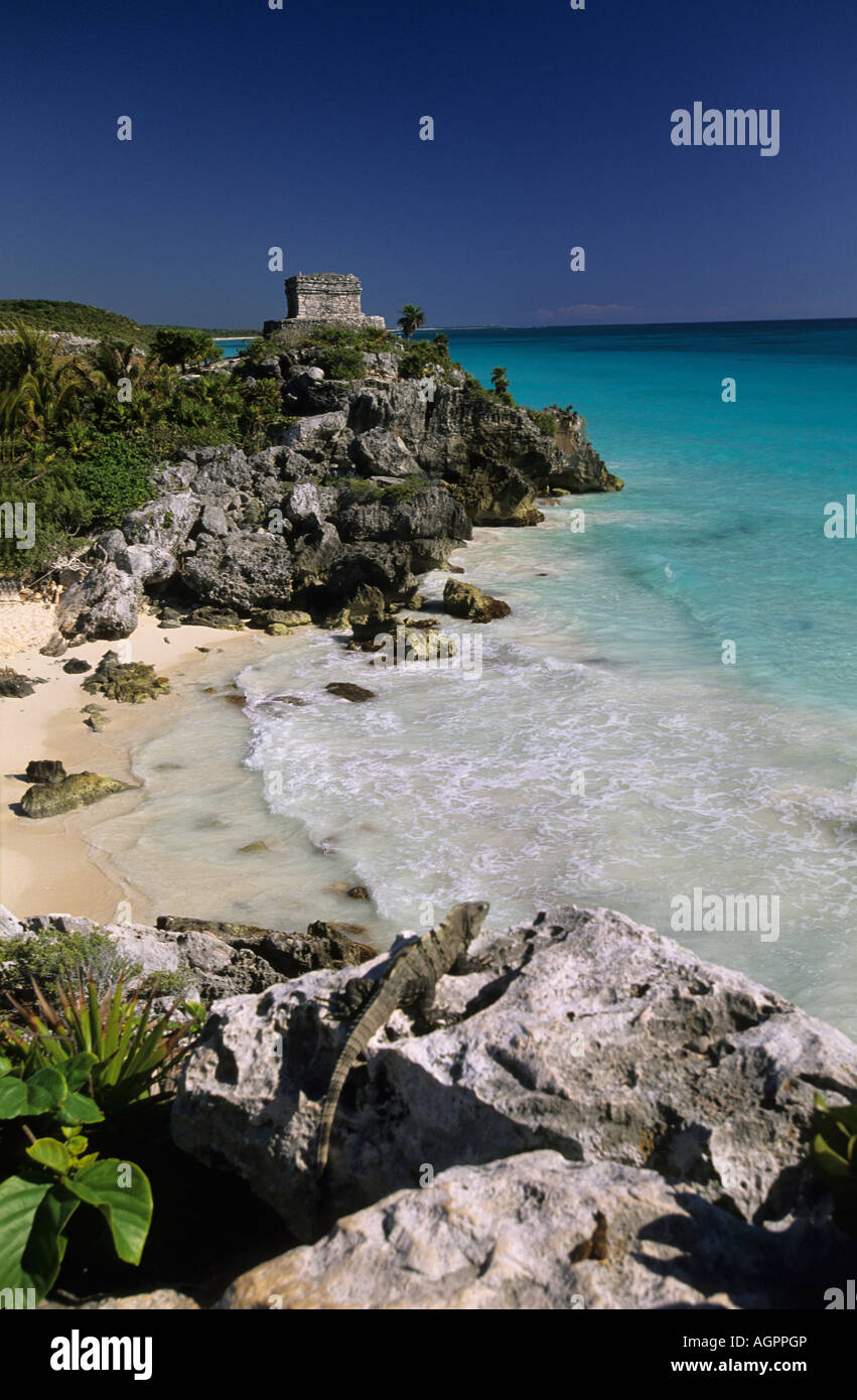 Mexico, Tulum, Maya ruins at beach of Caribbean Sea with Iguana on ...