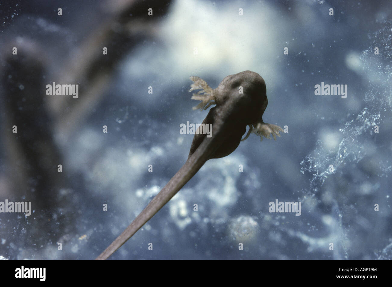 Common Frog- Rana temporaria- newly emerged tadpole showing gills Stock ...