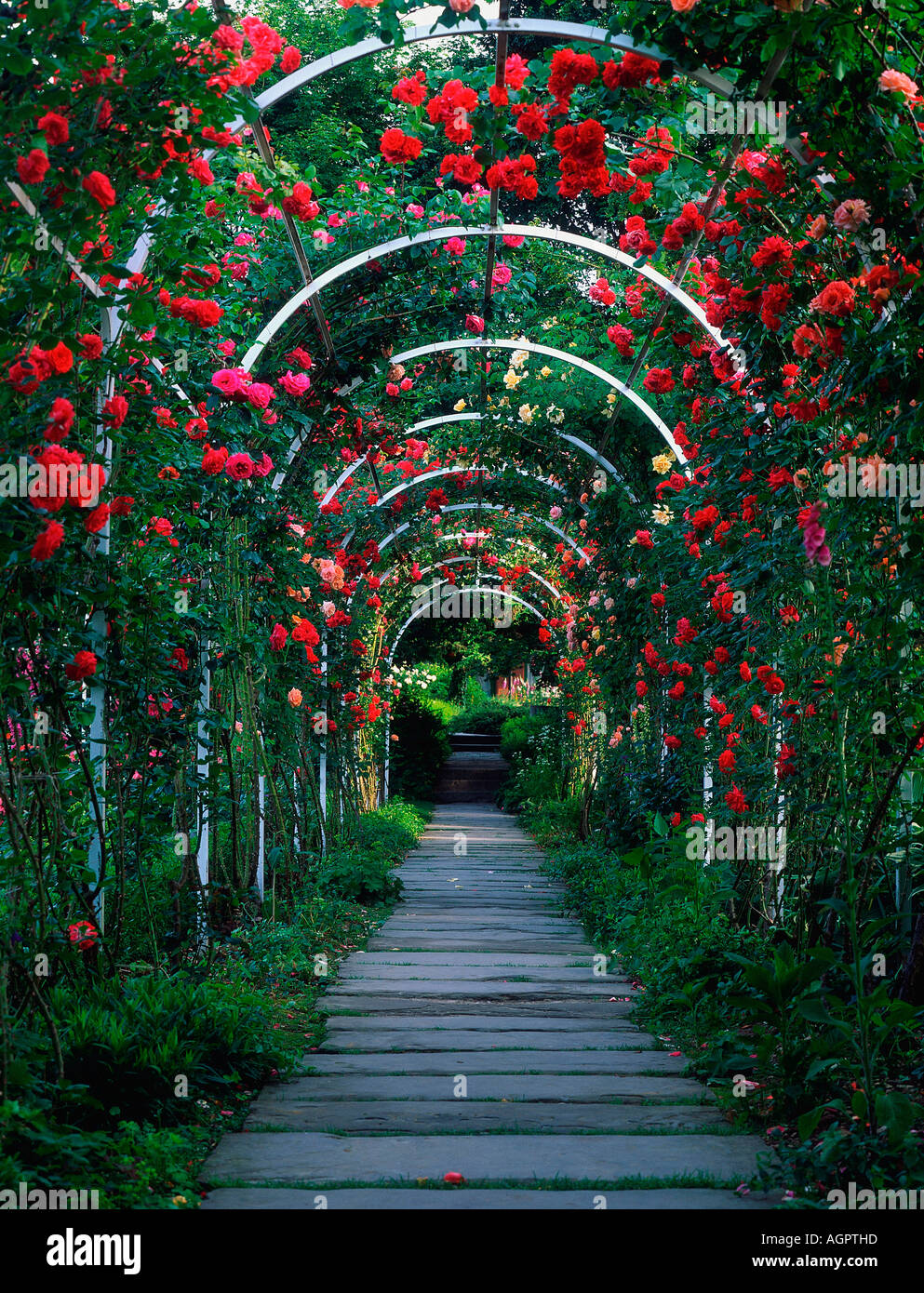Climbing roses arches hi-res stock photography and images - Alamy
