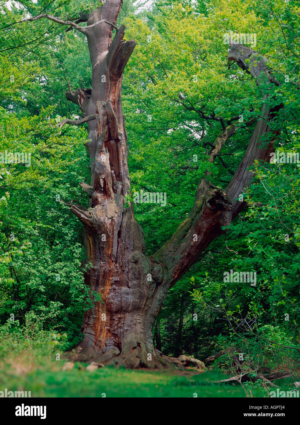 Old Oak Tree Stock Photo - Alamy
