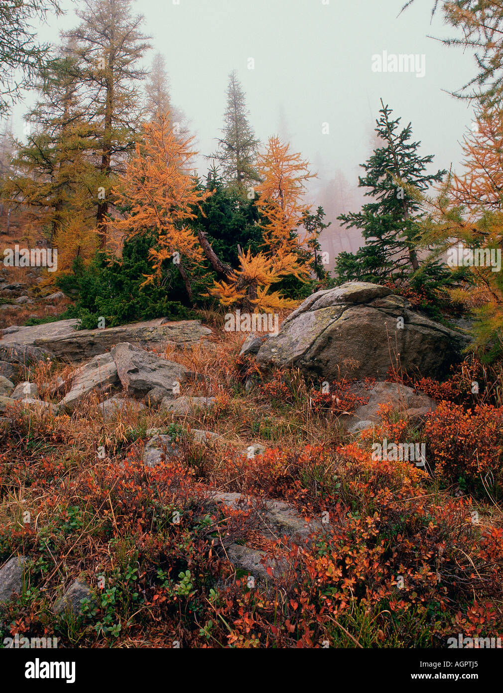 Pine Tree and European Larch Stock Photo - Alamy