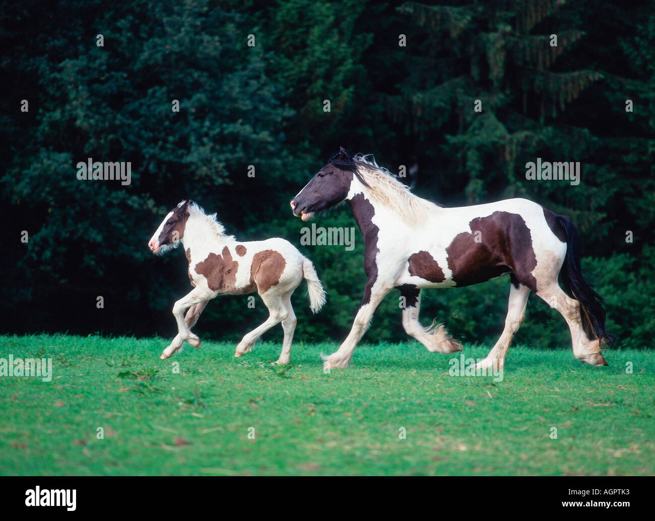 Irish Tinker Pony Stock Photo - Alamy