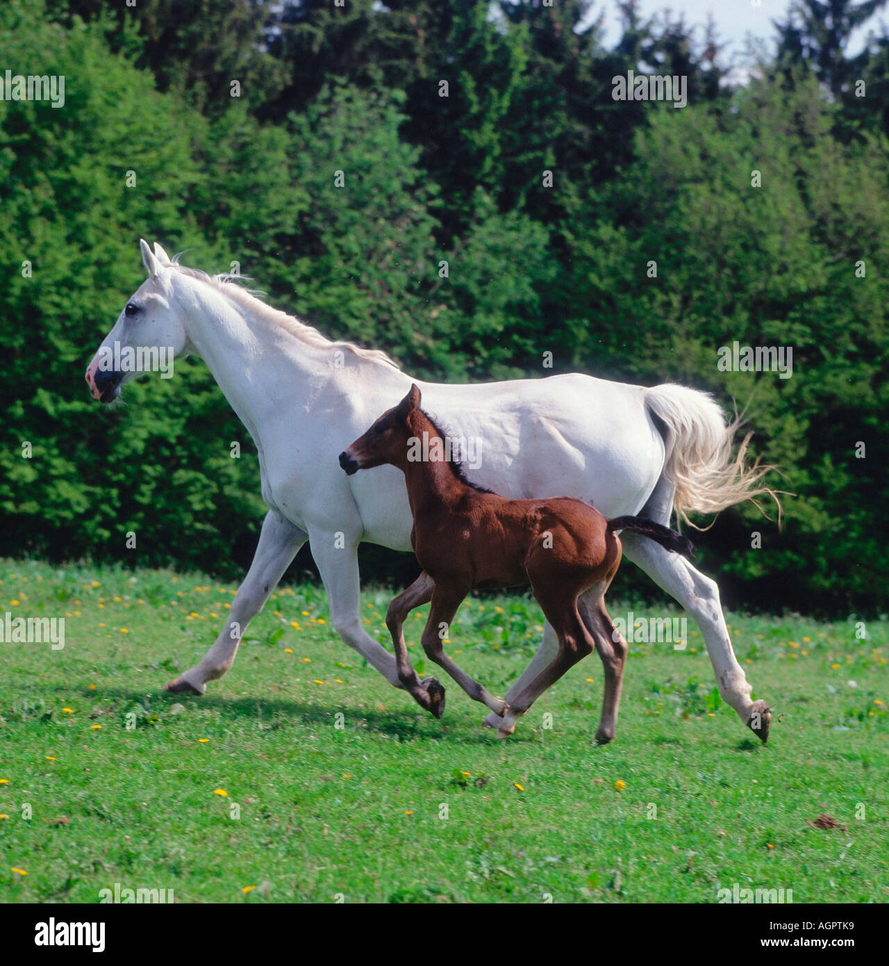 Peruvian paso hi-res stock photography and images - Alamy