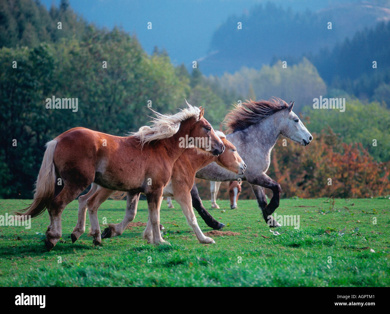 German Pony and Haflinger Stock Photo - Alamy