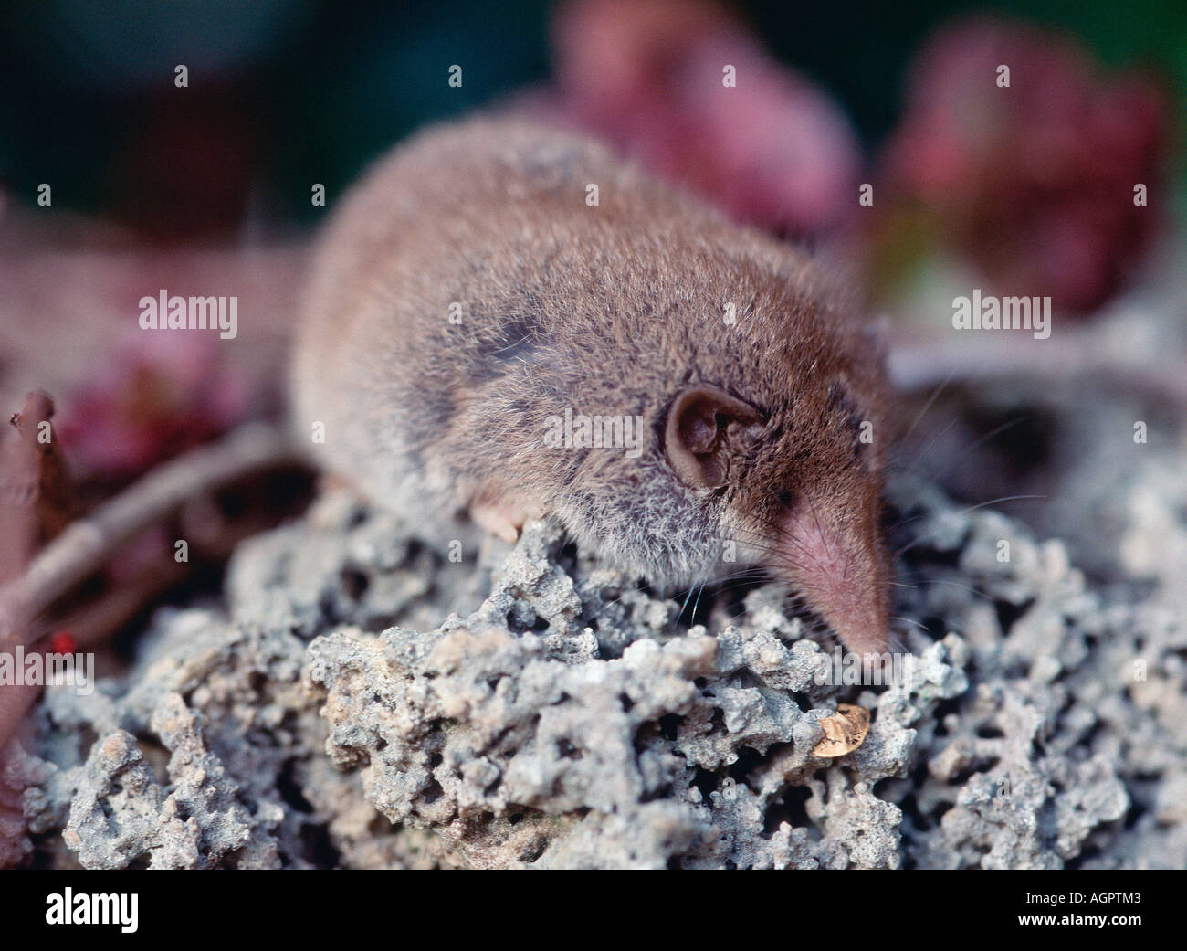 White toothed shrew hi-res stock photography and images - Alamy