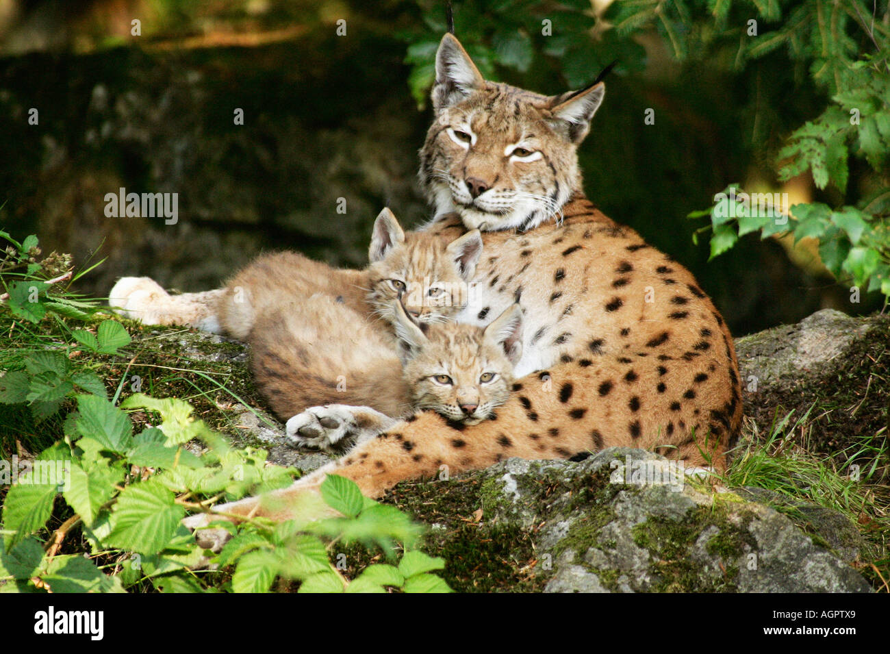 Lynx lynx group family hi-res stock photography and images - Alamy